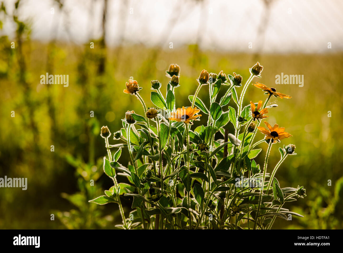 Amazing flowers hi-res stock photography and images - Alamy