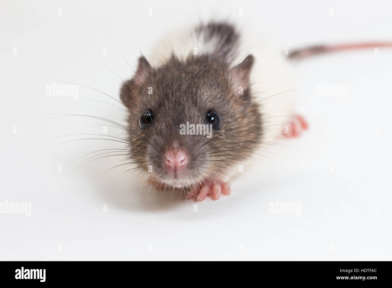 Brattleboro rat, Lab Rat on white background Stock Photo - Alamy