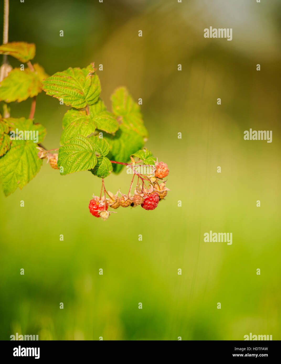 Wild fruits hi-res stock photography and images - Alamy