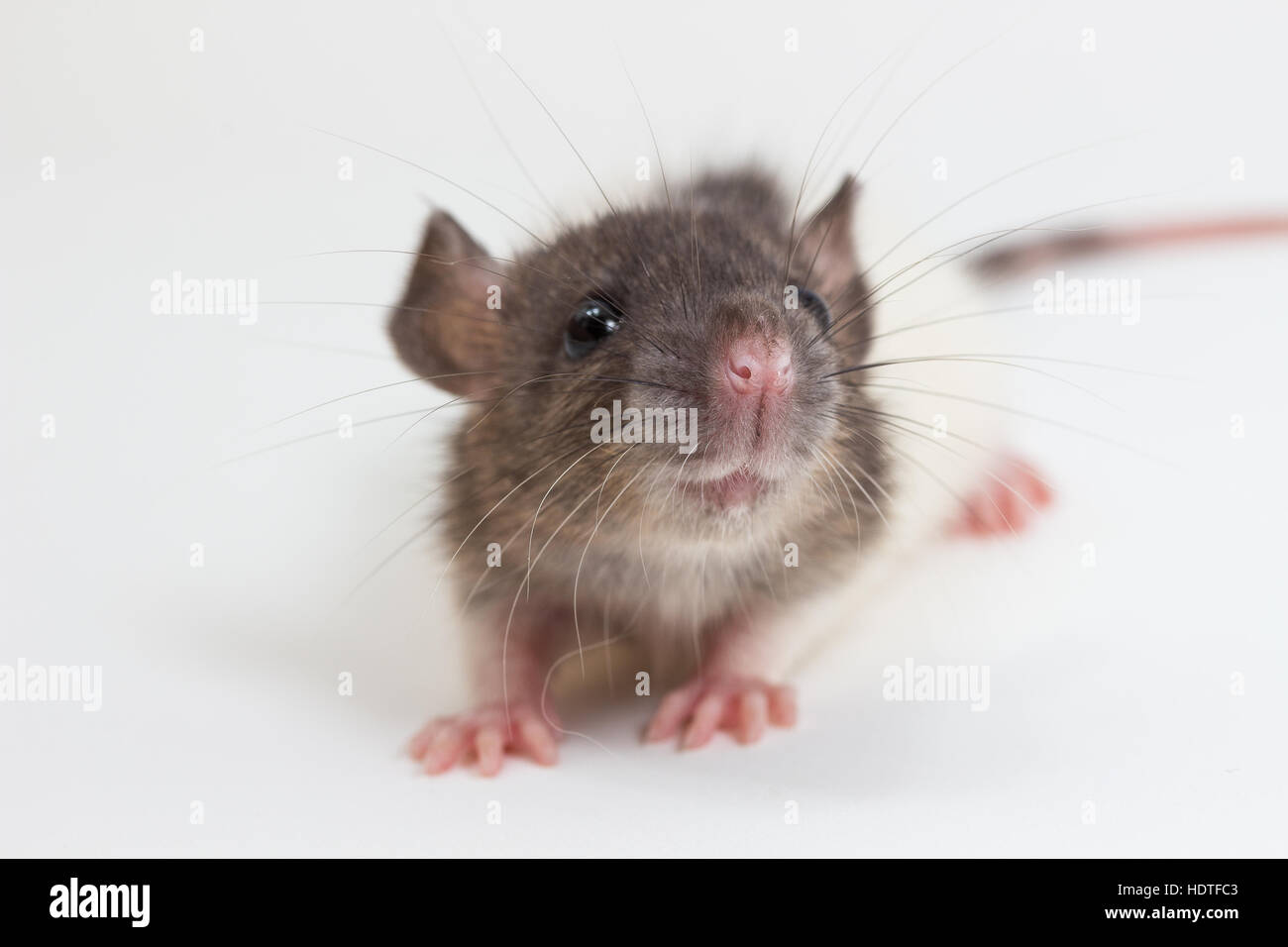 Brattleboro rat, Lab Rat on white background Stock Photo - Alamy