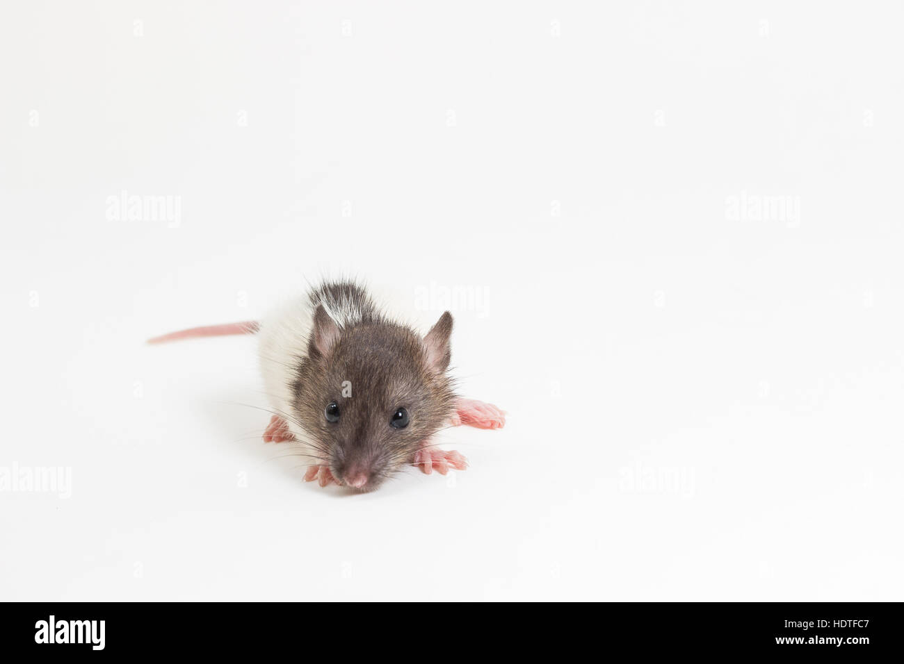 Brattleboro rat, Lab Rat on white background Stock Photo - Alamy