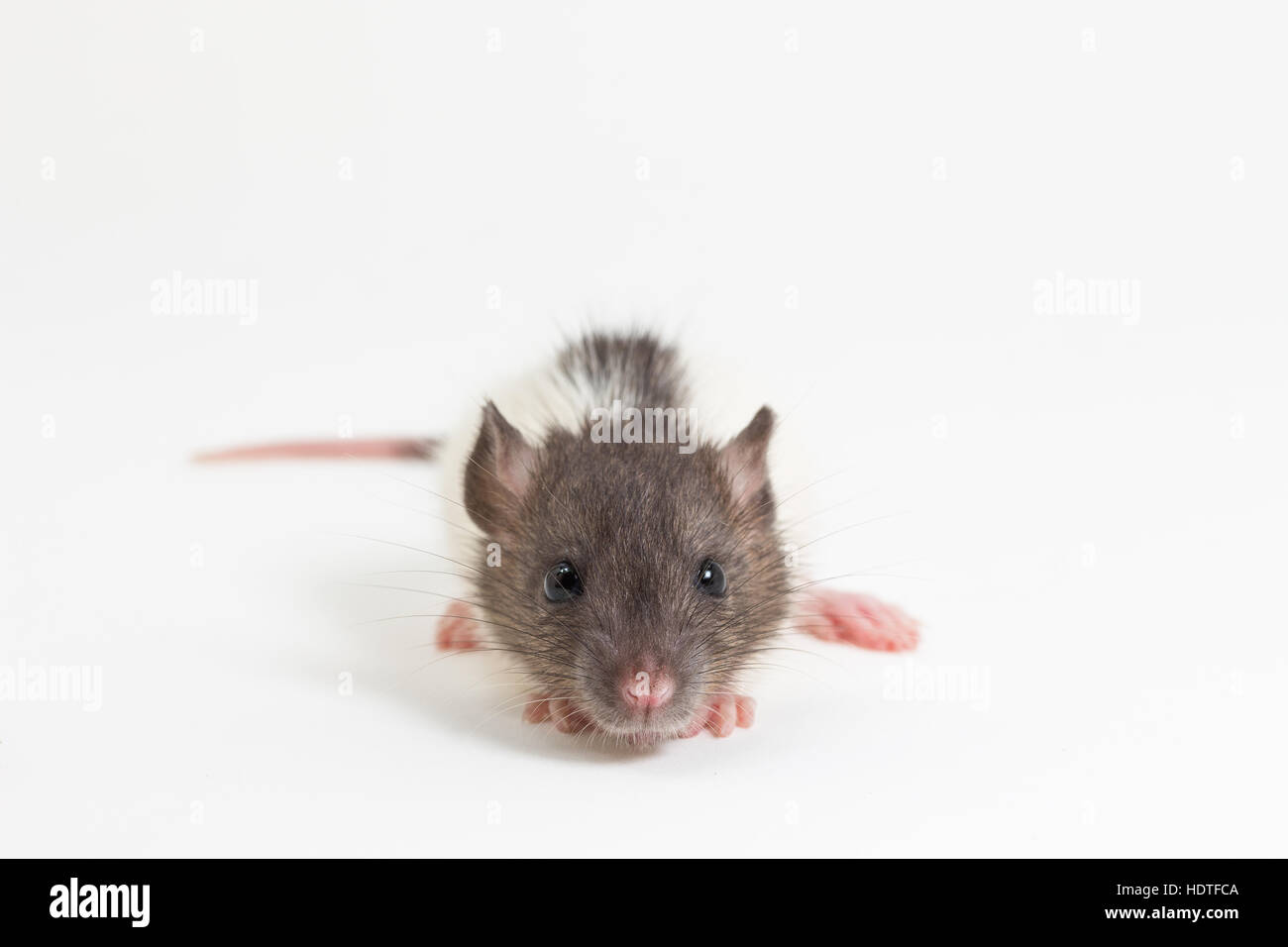 Lab rat hi-res stock photography and images - Alamy