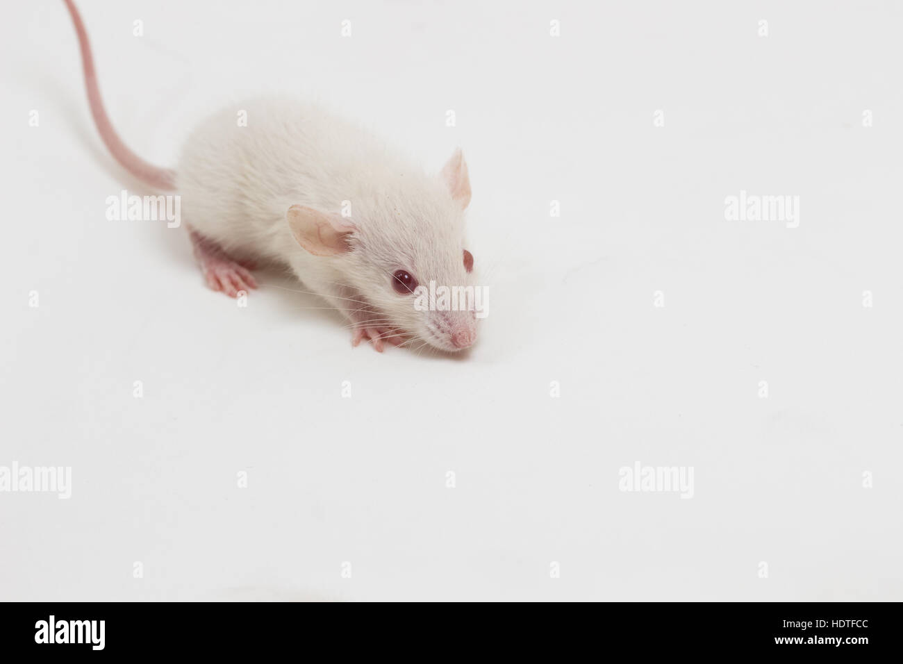 Albino white lab rat on white background Stock Photo - Alamy