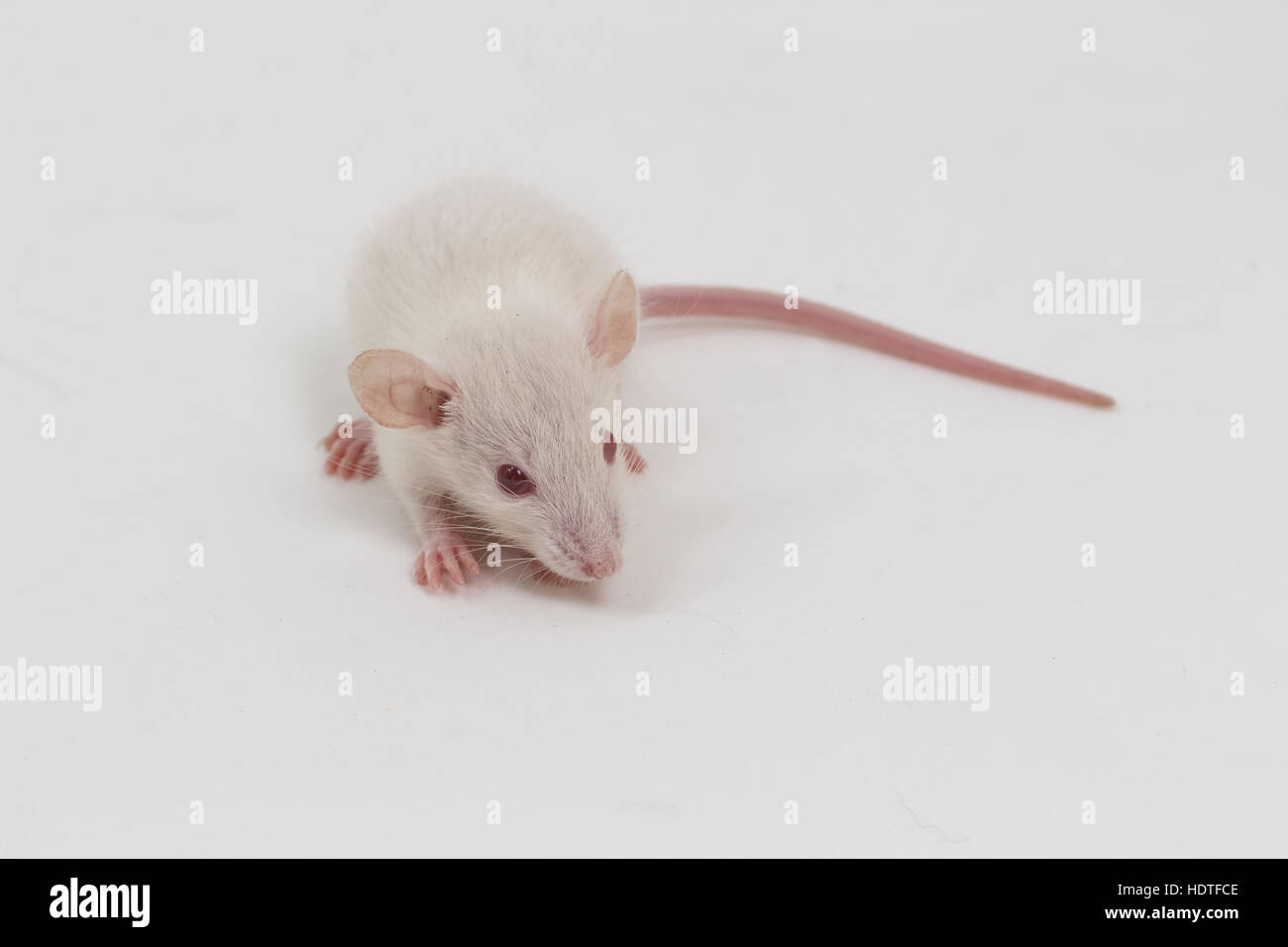 Albino white lab rat on white background Stock Photo - Alamy