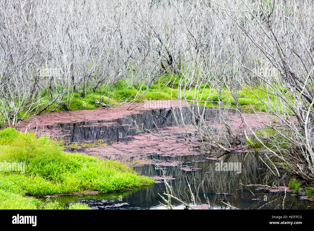 Red Algae and Dead Trees at Para Wetlands in New Zealand Stock Photo ...