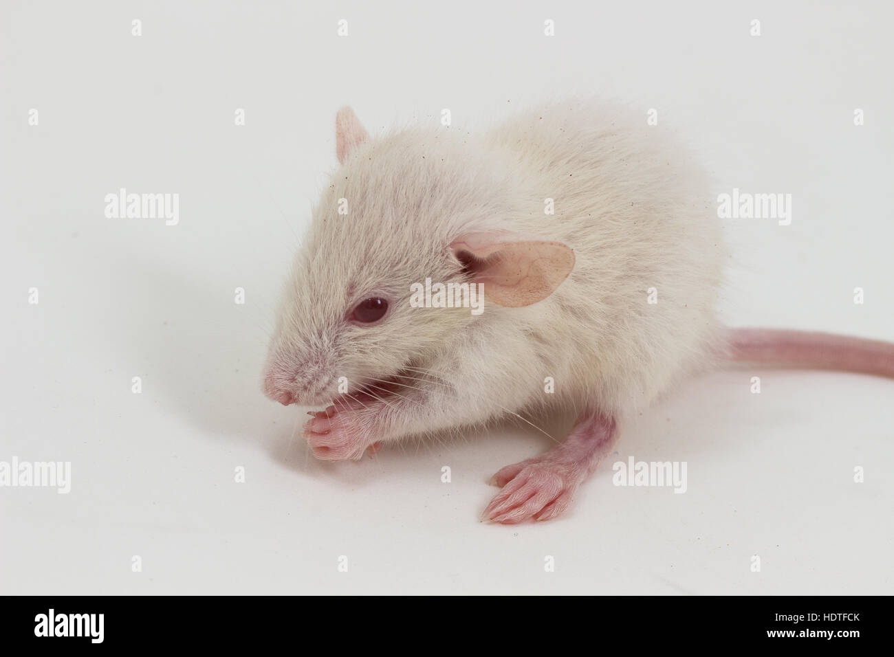 Albino white lab rat on white background Stock Photo - Alamy