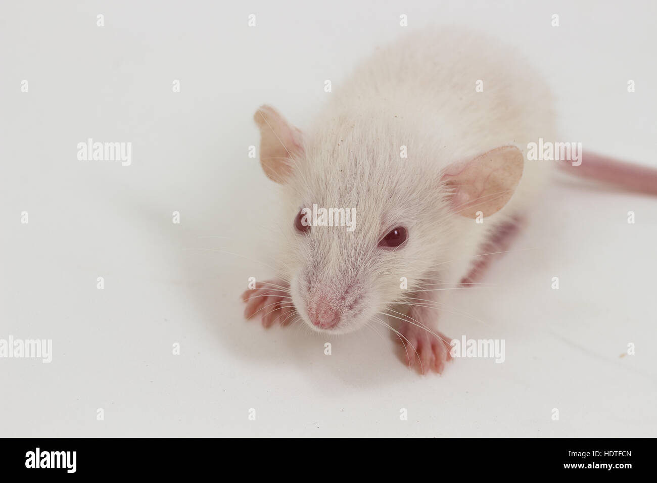 Albino white lab rat on white background Stock Photo - Alamy