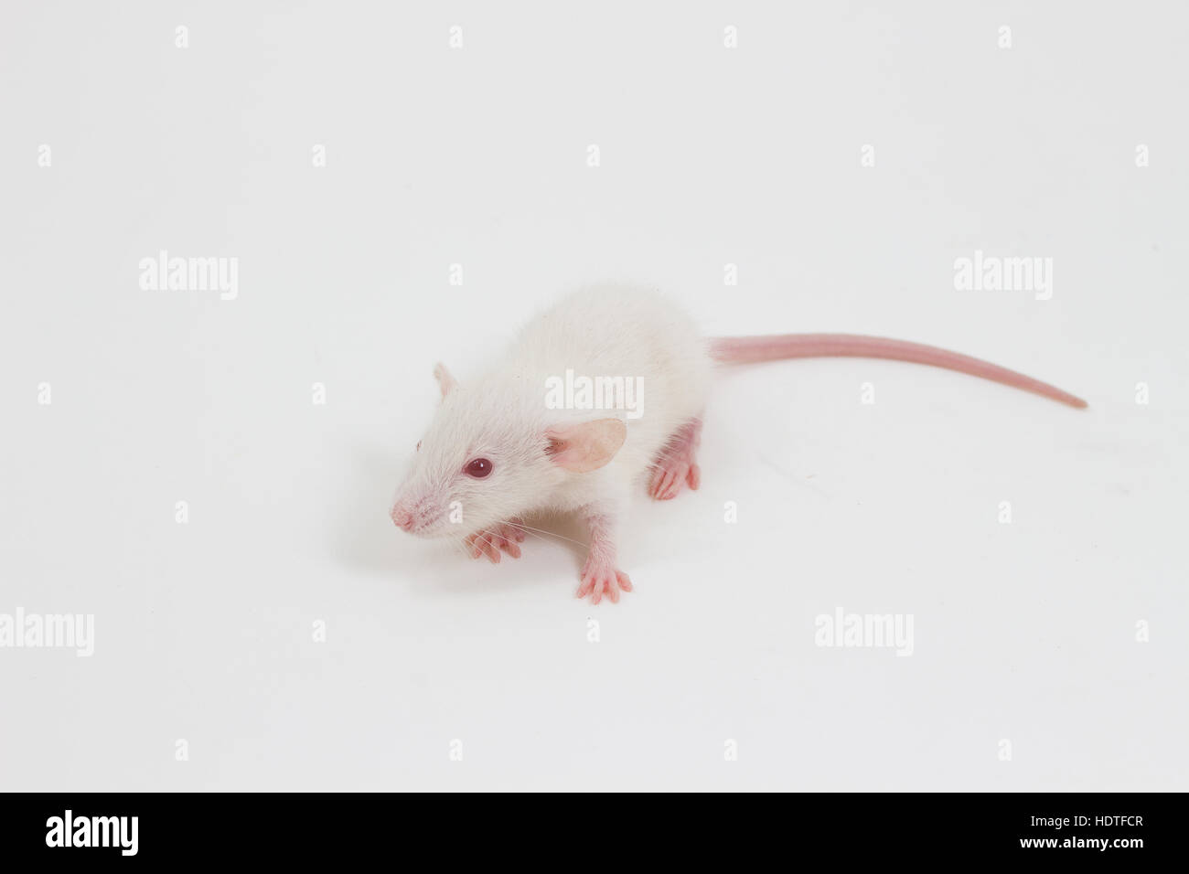 Albino white lab rat on white background Stock Photo - Alamy