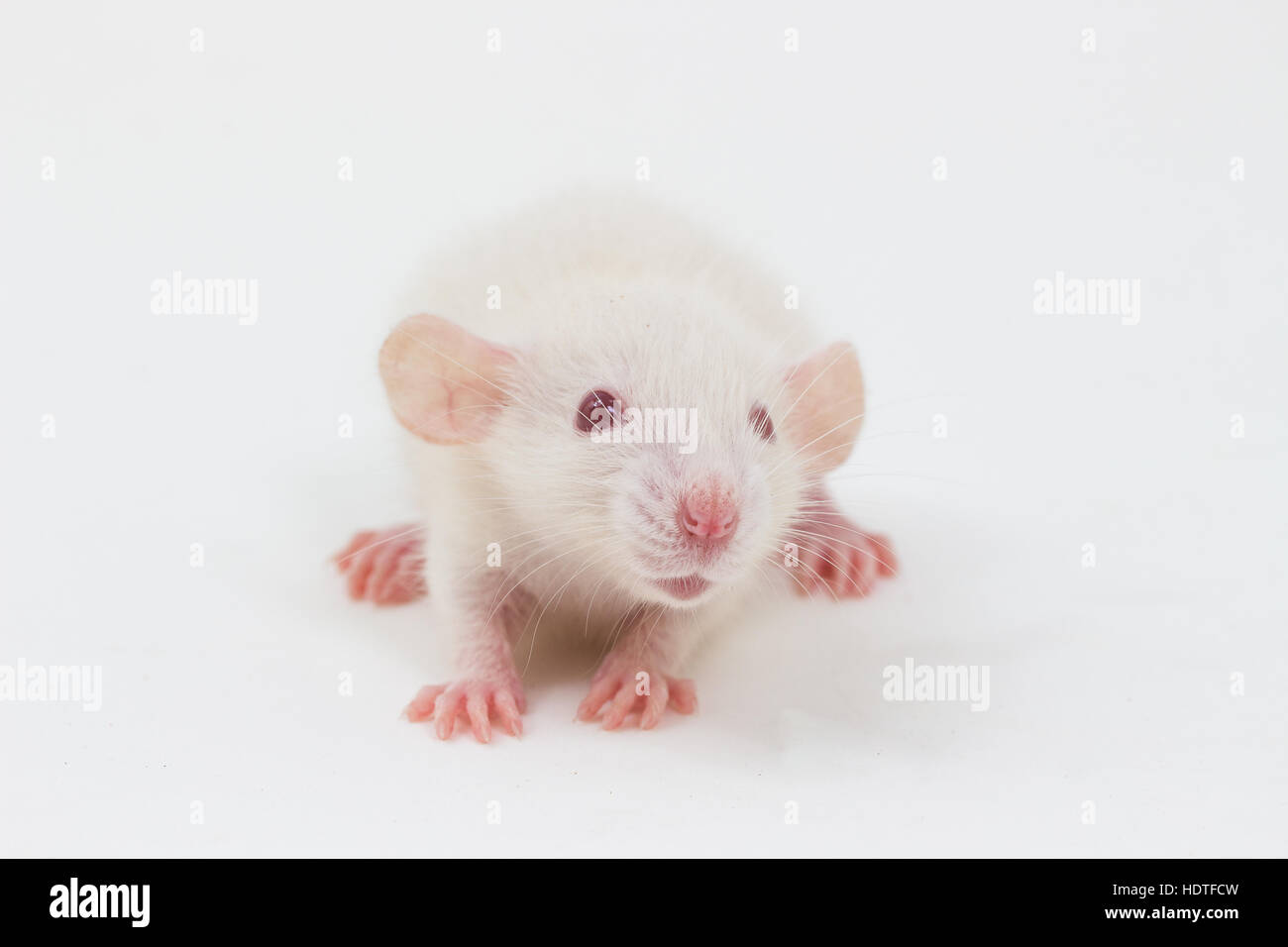 Albino white lab rat on white background Stock Photo - Alamy