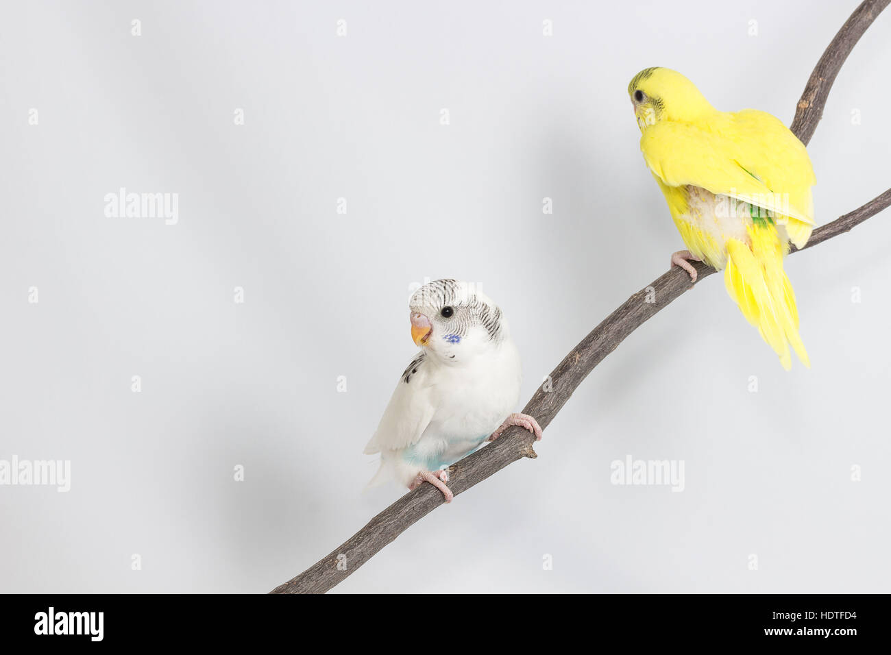 Budgarigar, Budgie Bird on branch on white background Stock Photo - Alamy