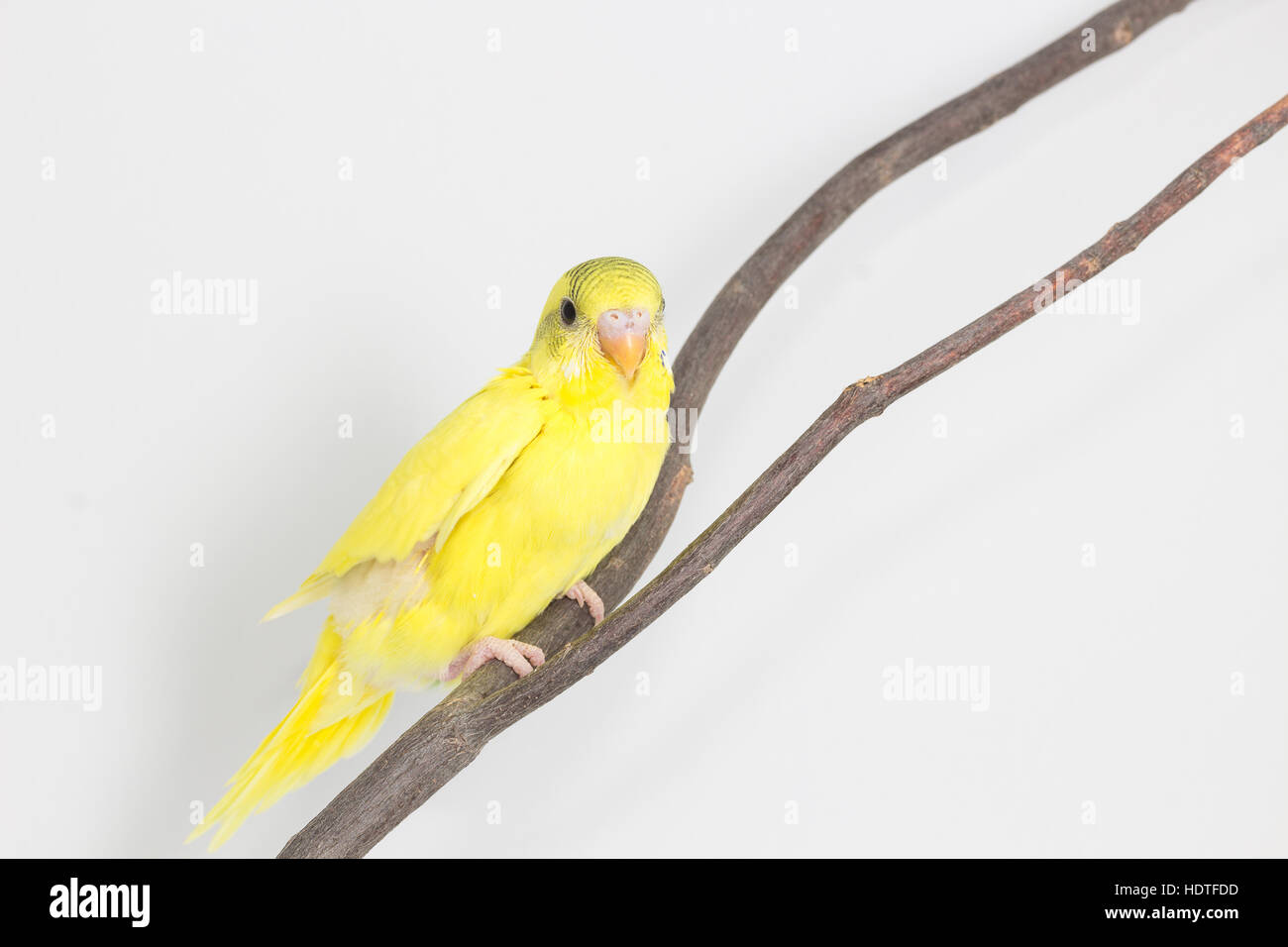 Budgarigar, Budgie Bird on branch on white background Stock Photo - Alamy