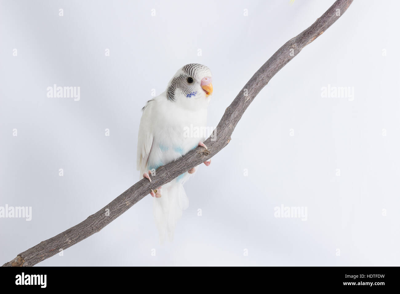 Budgarigar, Budgie Bird on branch on white background Stock Photo - Alamy