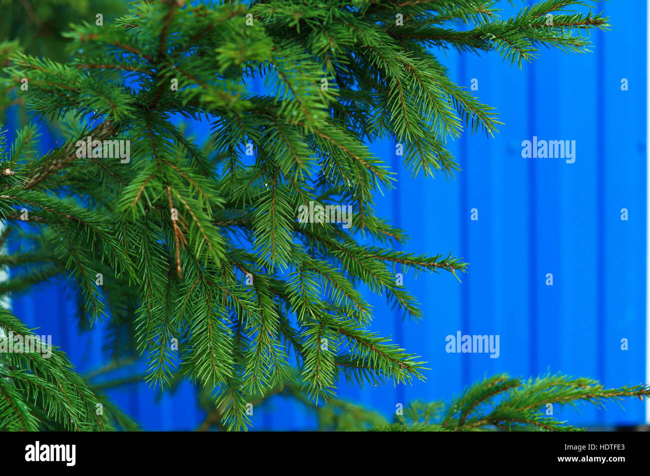 spruce branch on a blue background, tree, blue color Stock Photo - Alamy