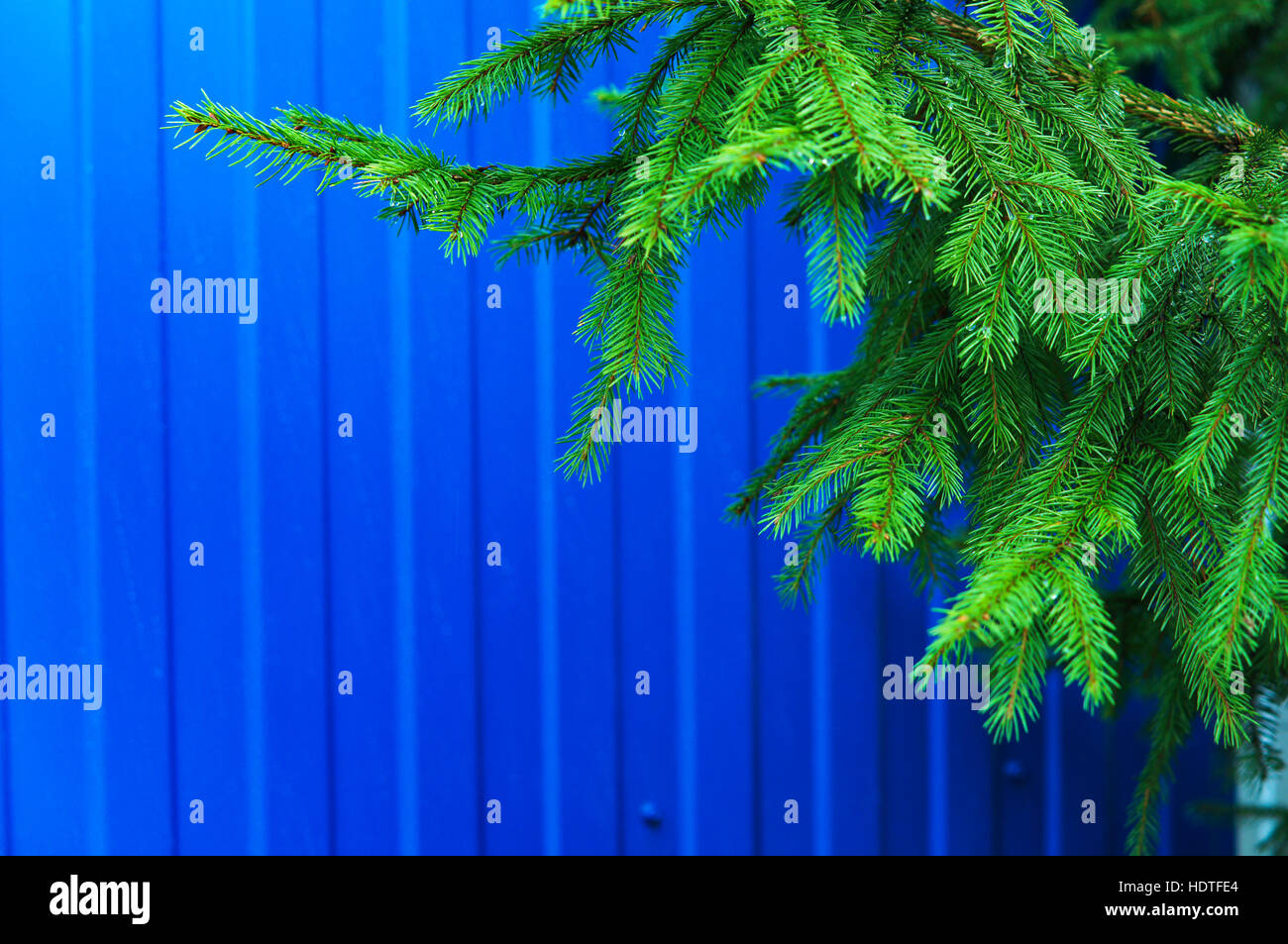 spruce branch on a blue background, tree, blue color Stock Photo - Alamy