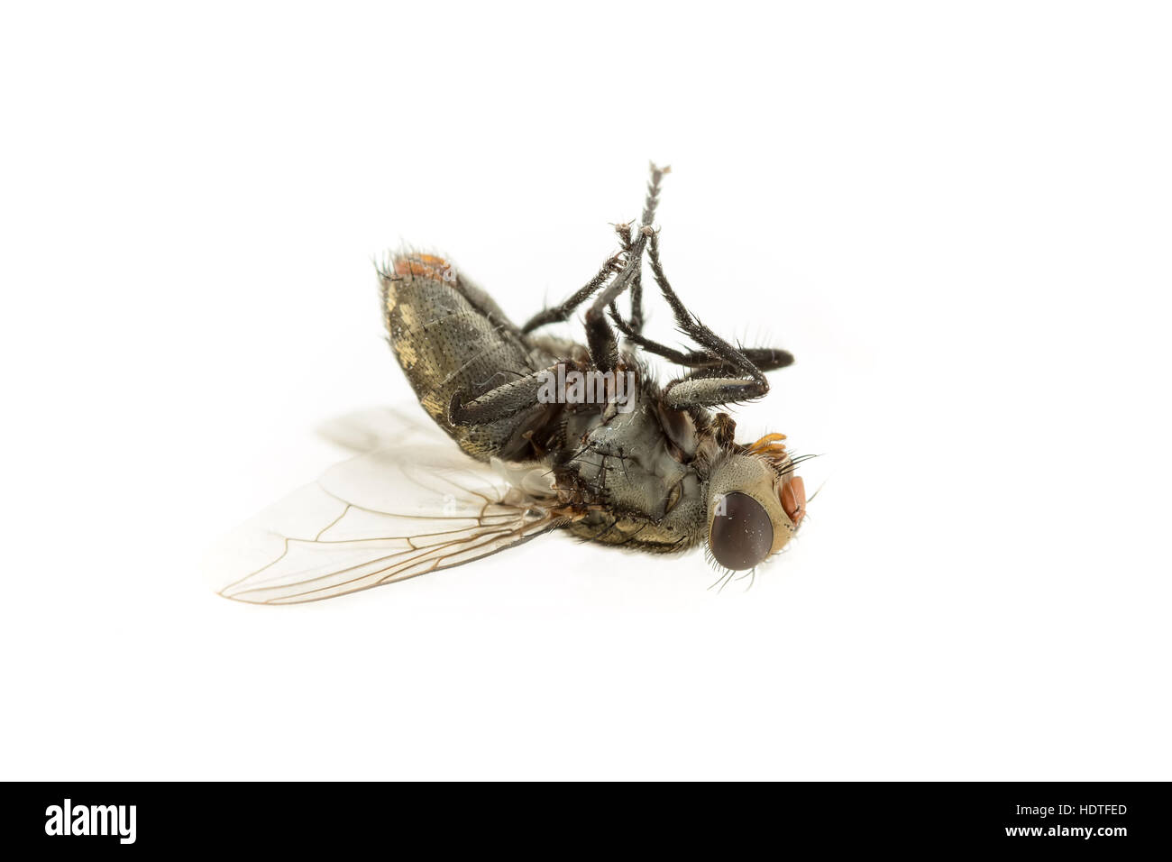 Dirty Dead Fly on white background Stock Photo - Alamy