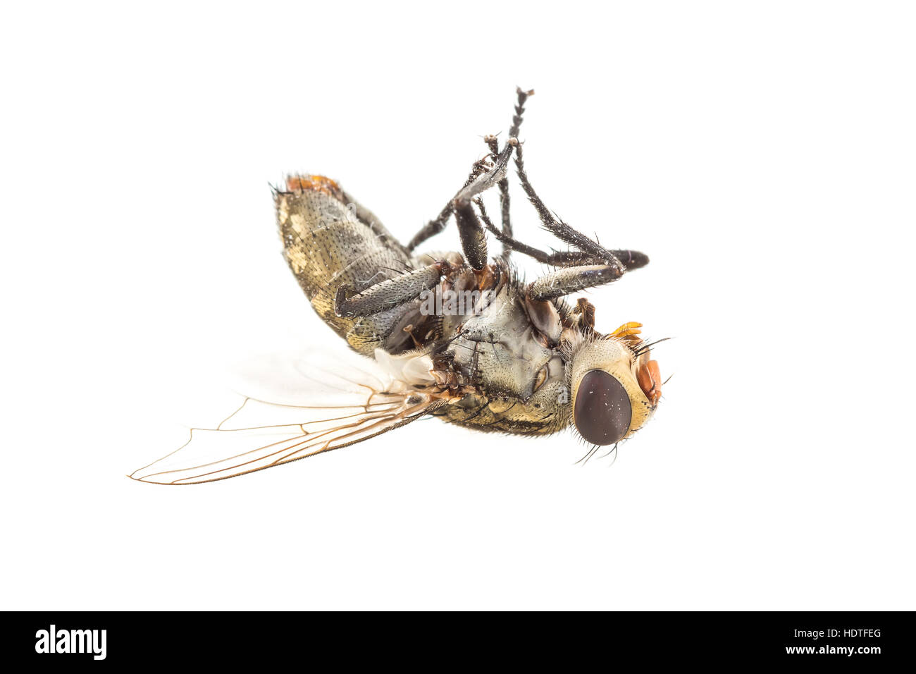 Dirty Dead Fly on white background Stock Photo - Alamy
