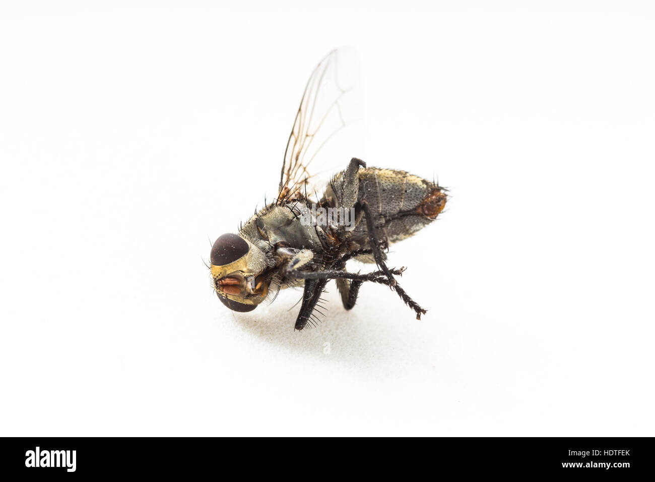 Dirty Dead Fly on white background Stock Photo - Alamy