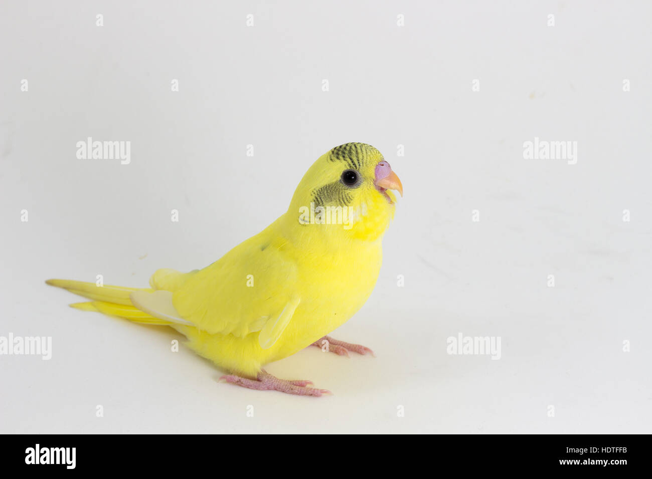 Yellow budgie, Budgarigar Bird on white background Stock Photo - Alamy