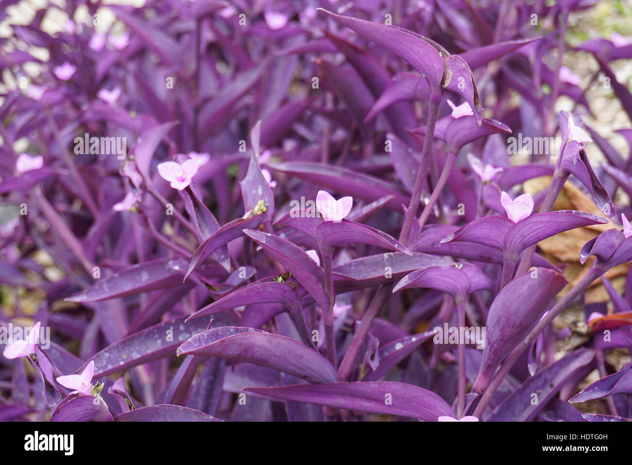 Purple tradescantia spiderwort plant Stock Photo - Alamy