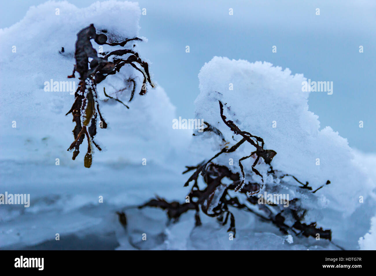 Frozen sea cracked ice hi-res stock photography and images - Alamy