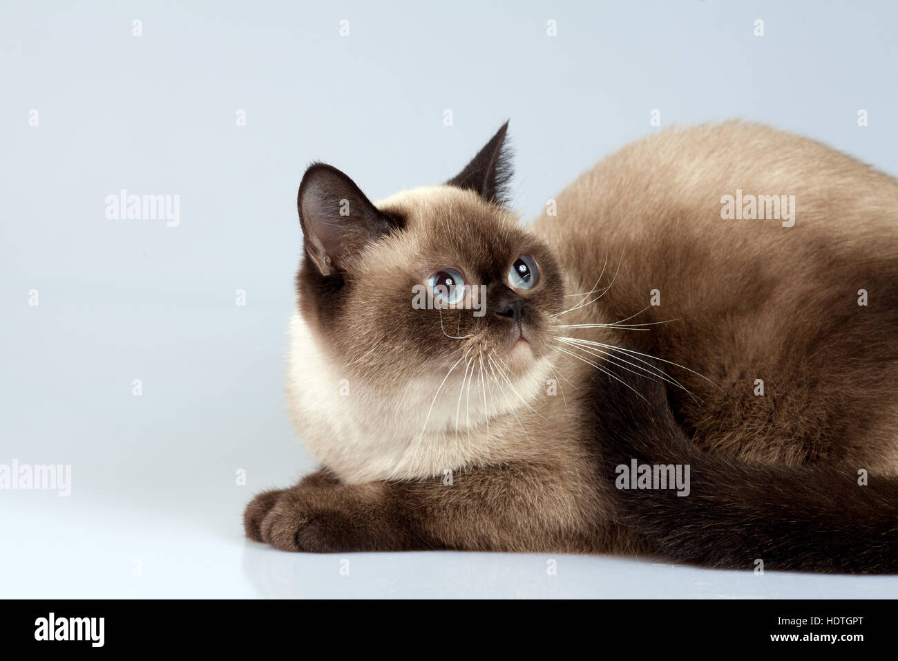Studio portrait of siamese cat, looks back Stock Photo - Alamy