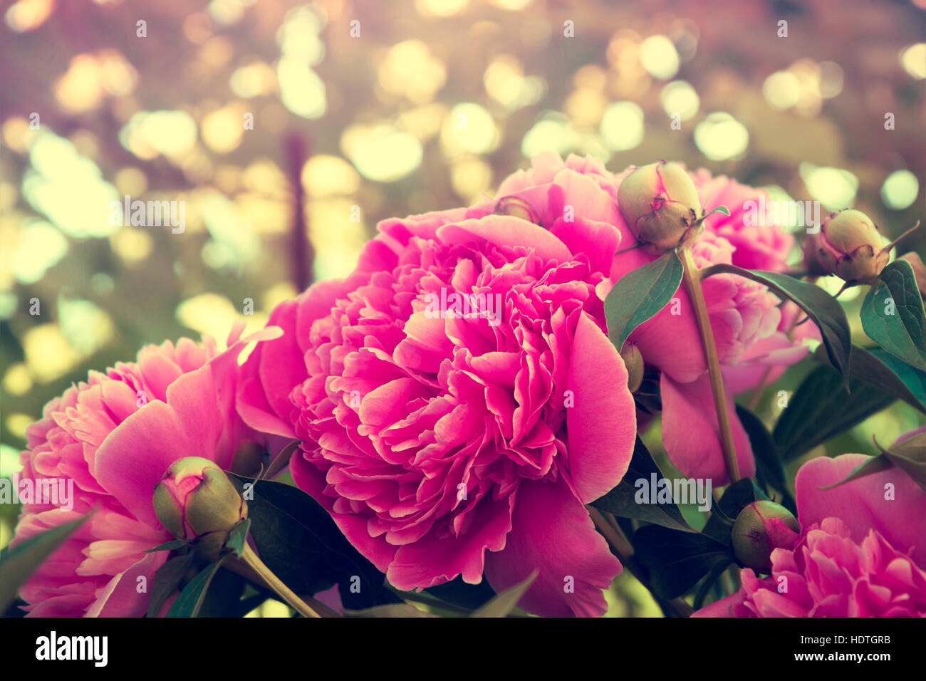 Peony garden hi-res stock photography and images - Alamy