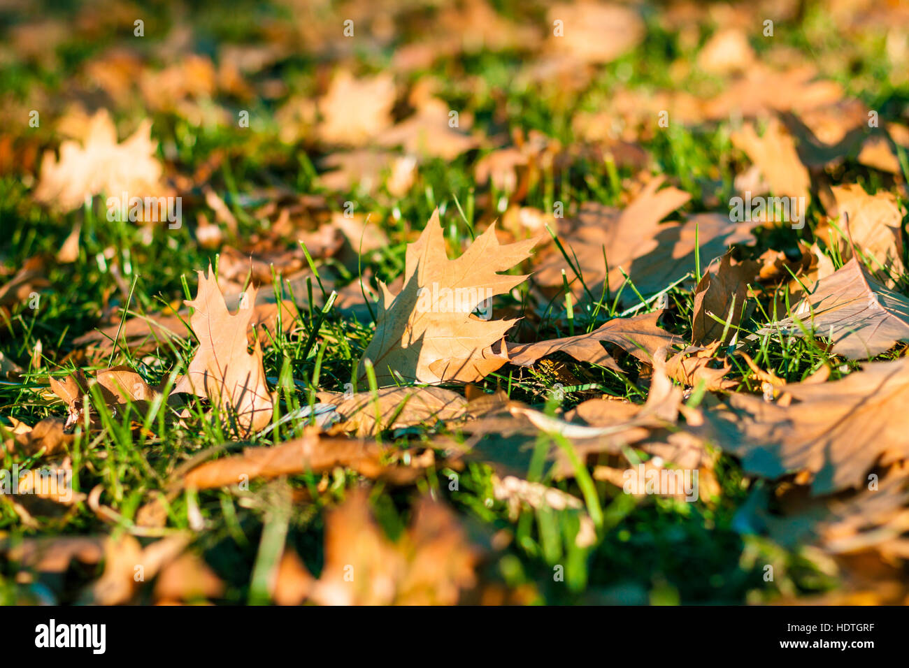 Autumn leaf litter for background Stock Photo - Alamy