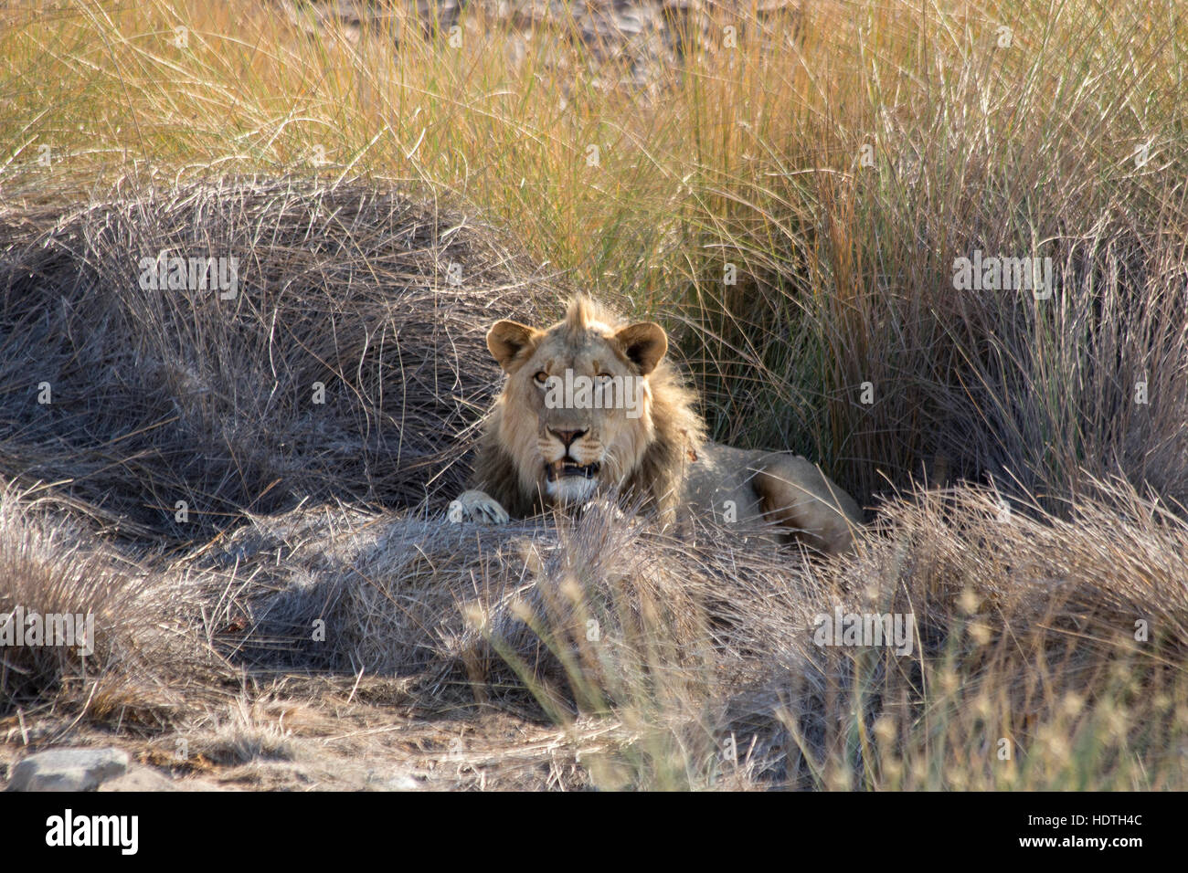 Male lion guards his pride Namibia Stock Photo - Alamy