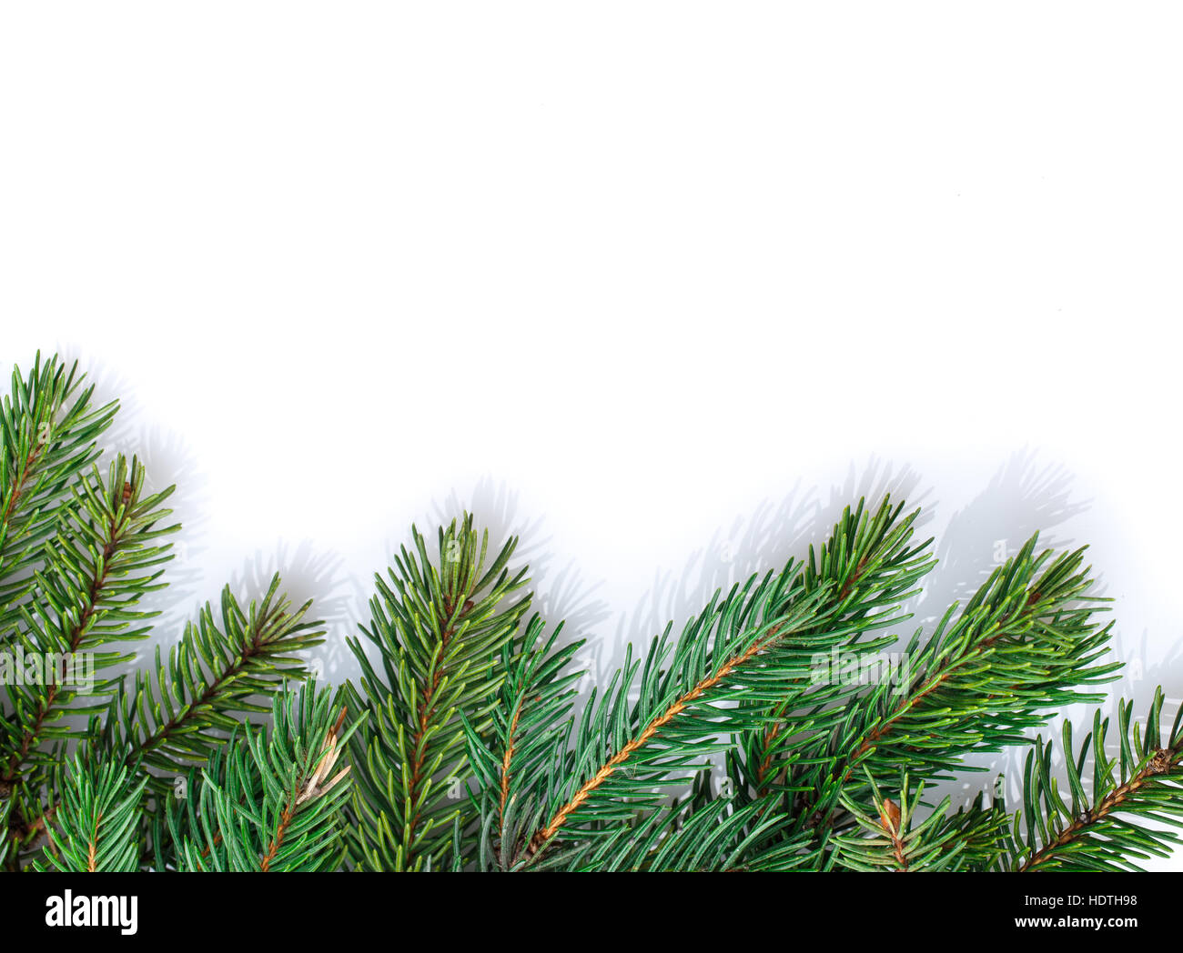 Spruce branch needles hi-res stock photography and images - Alamy