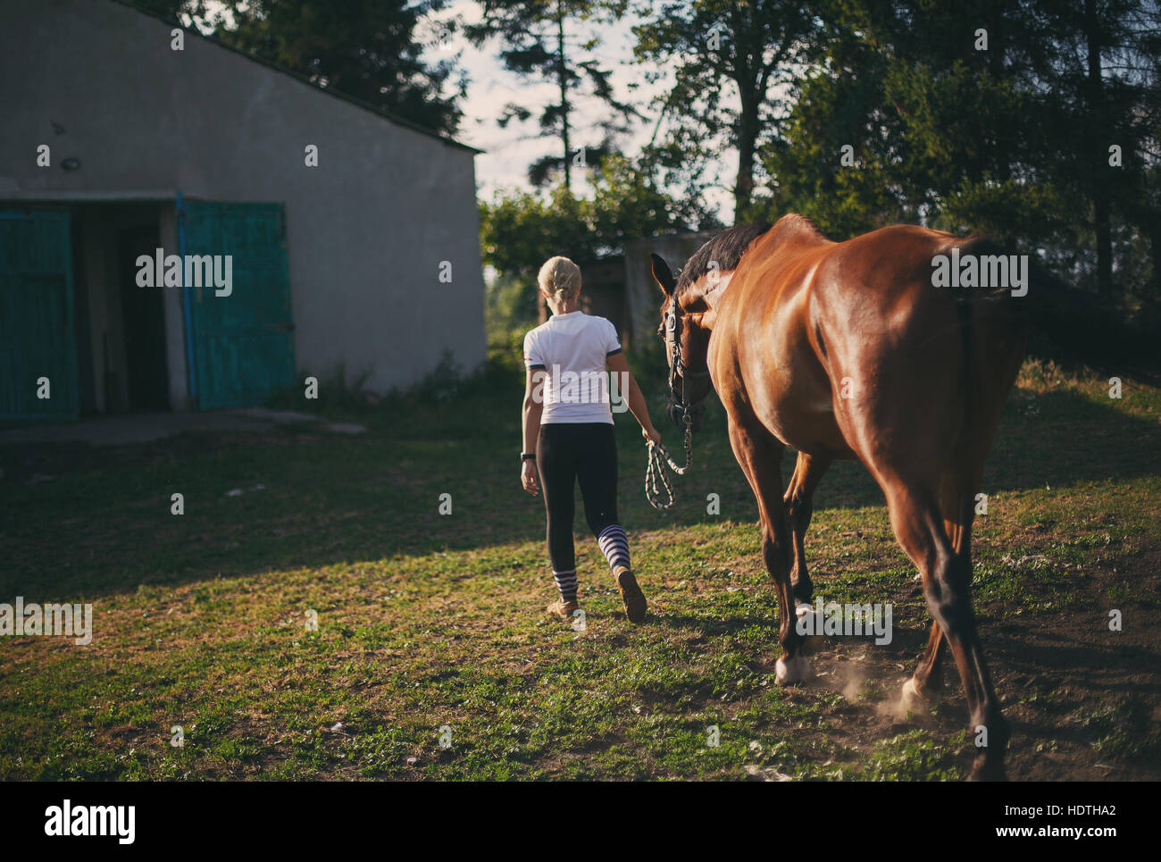 Woman leading horse in the stables Stock Photo - Alamy