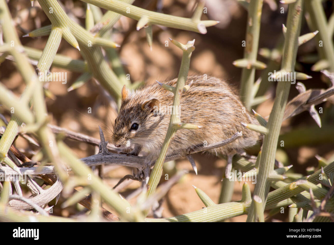 Desert mouse, Namib Desert, Namibia Stock Photo - Alamy