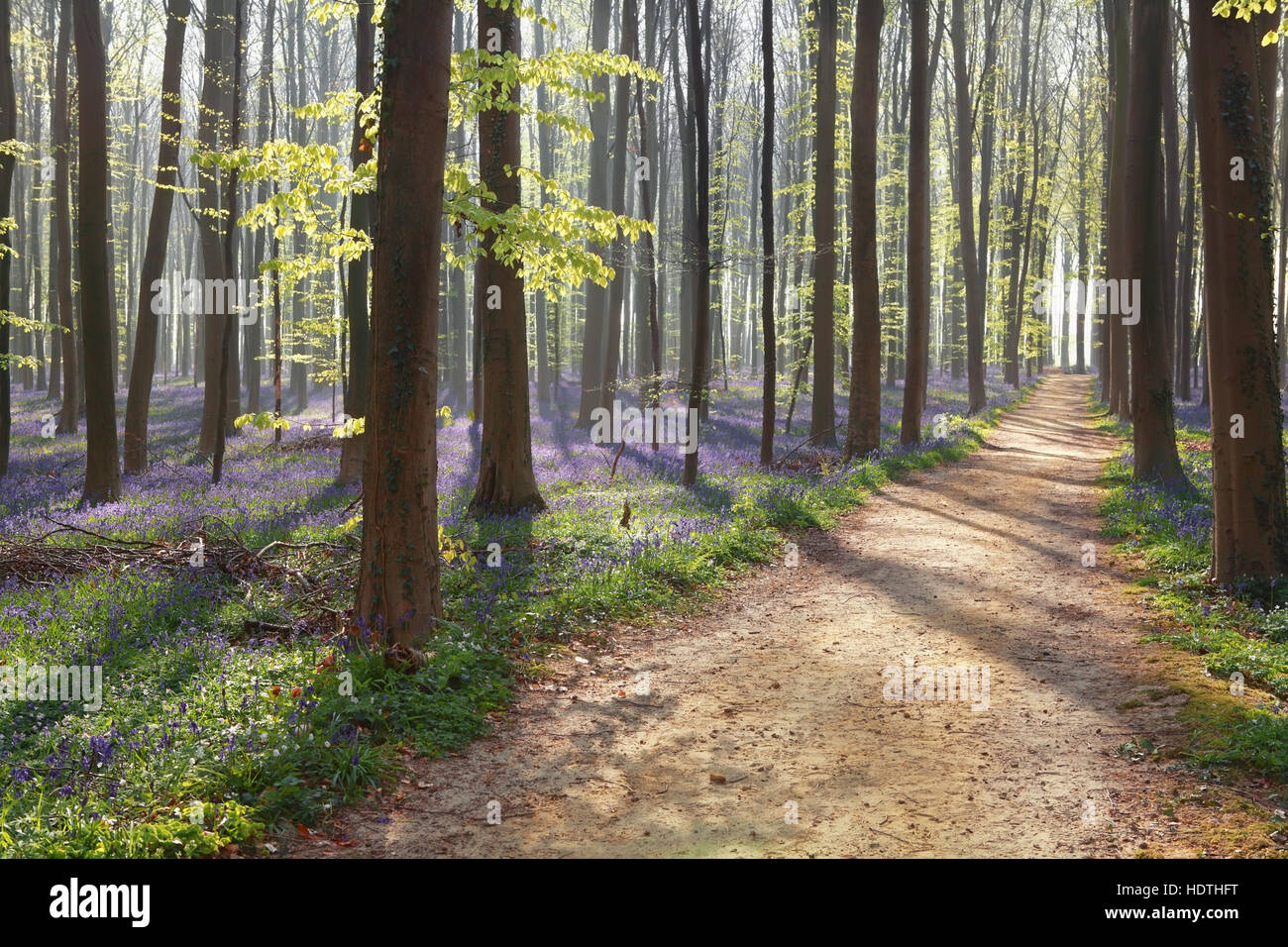 hiking path in spring flowering forest during sunny morning Stock Photo ...