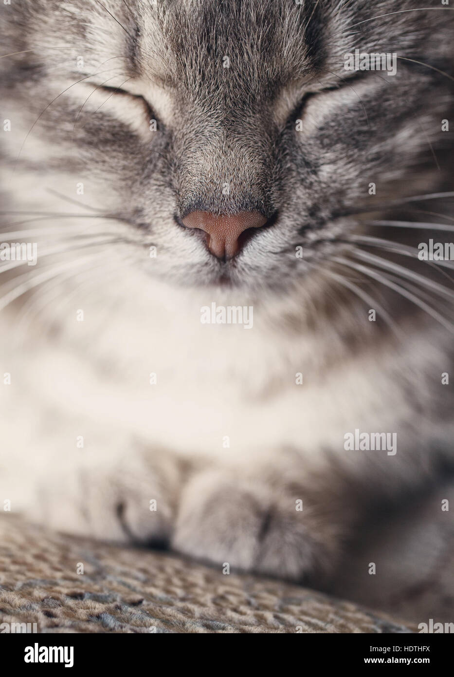 cute sleeping cat portrait Stock Photo - Alamy