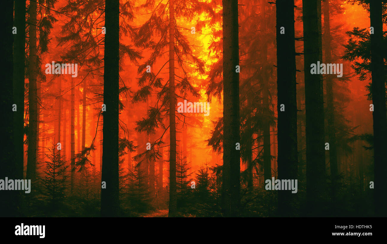 Fire forest hi-res stock photography and images - Alamy