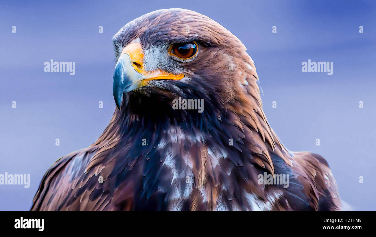 Hawk eye hi-res stock photography and images - Alamy