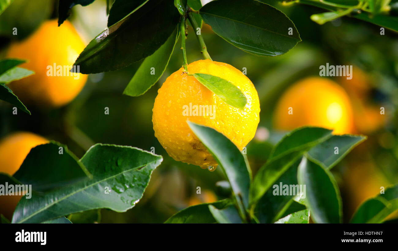 Lemon tree hi-res stock photography and images - Alamy