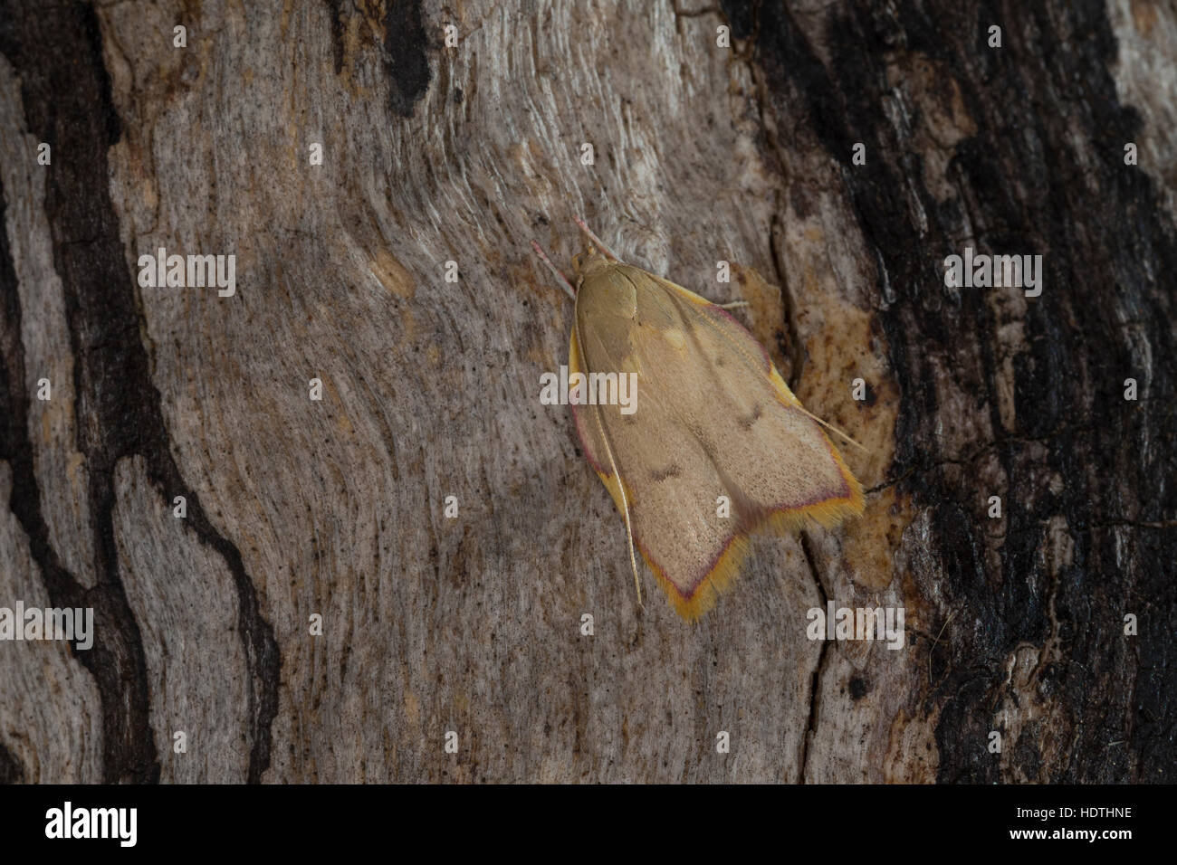 Eichen-Faulholzmotte, Carcina quercana, Carcina purpurana, Pyralis ...
