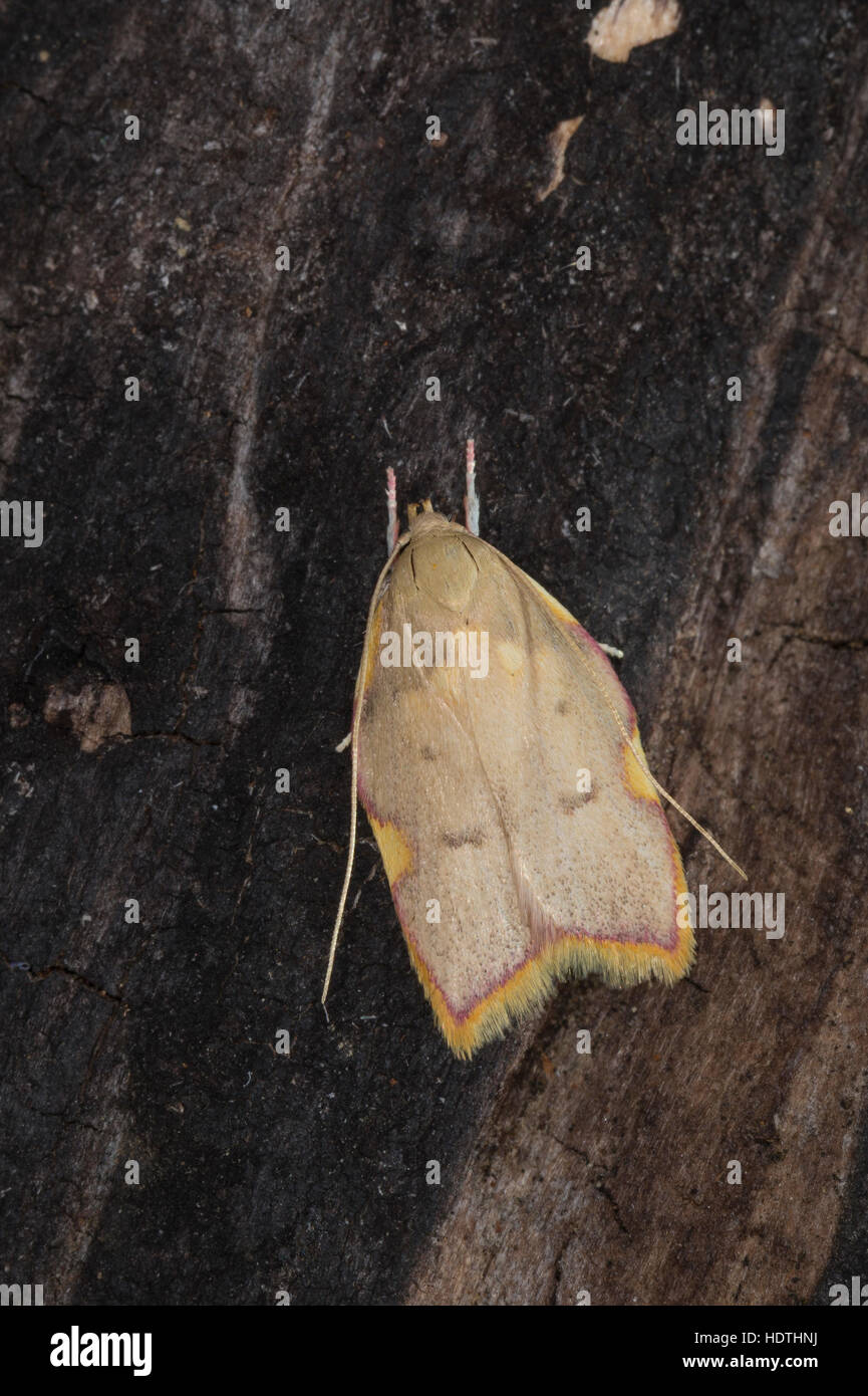 Oak skeletonizer moth hi-res stock photography and images - Alamy