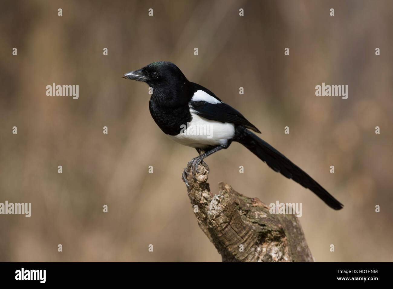 Magpie hi-res stock photography and images - Alamy