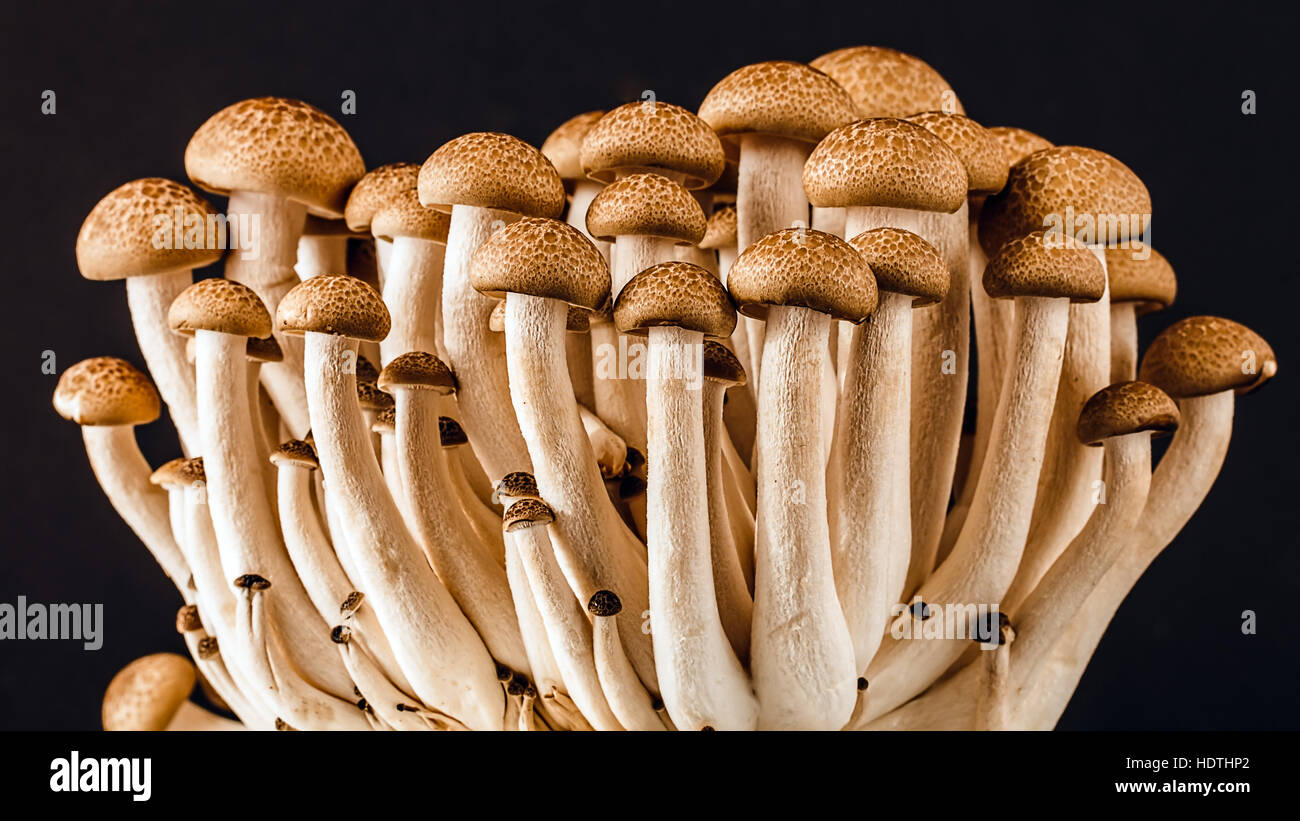 Bunch of mushrooms hi-res stock photography and images - Alamy