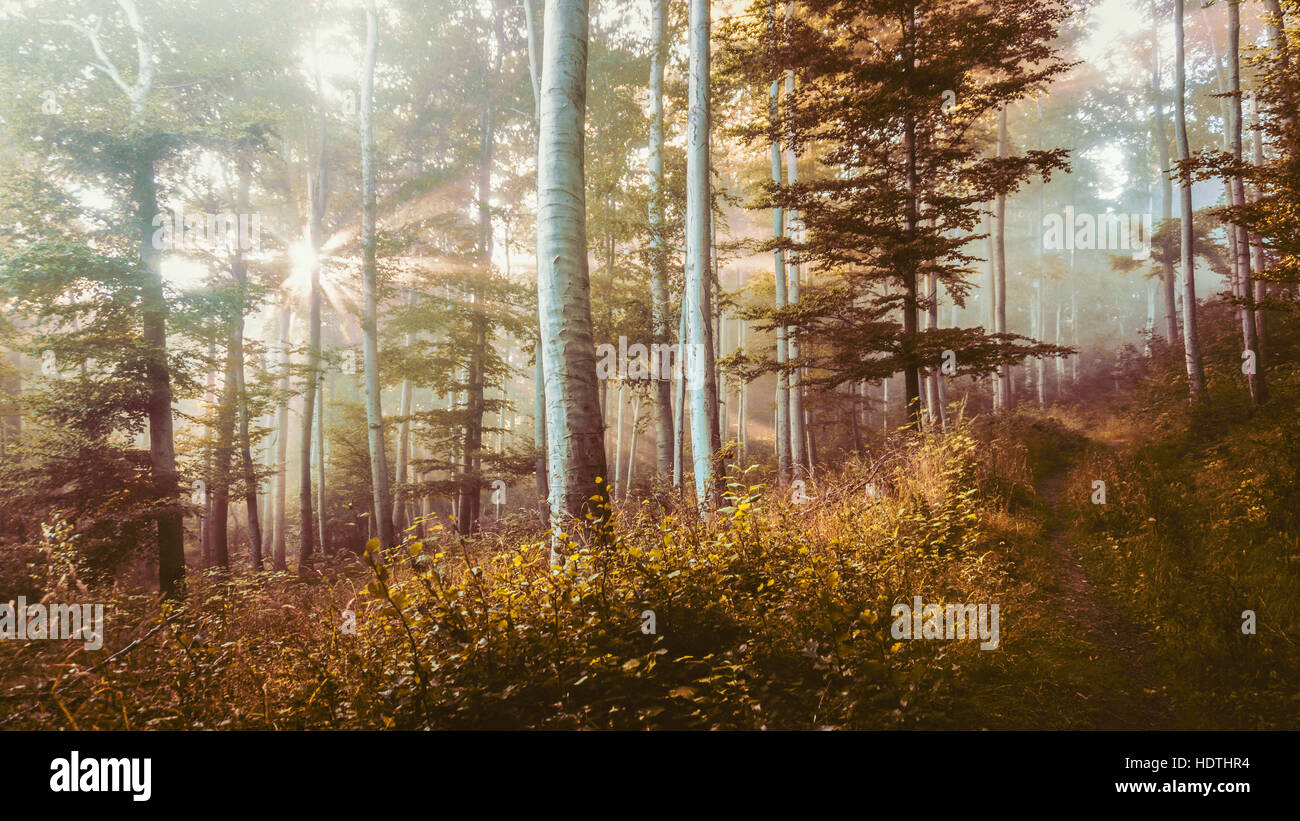 Sunny forest hi-res stock photography and images - Alamy