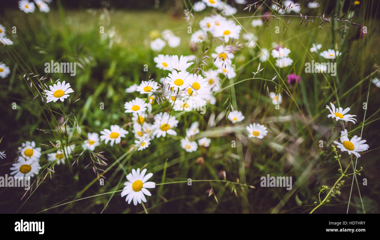 Random flowers hi-res stock photography and images - Alamy