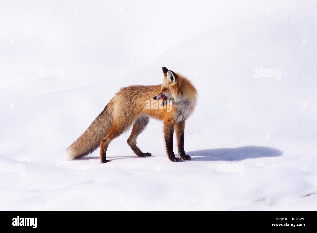 Red Fox standing on snow looking backwards Stock Photo - Alamy
