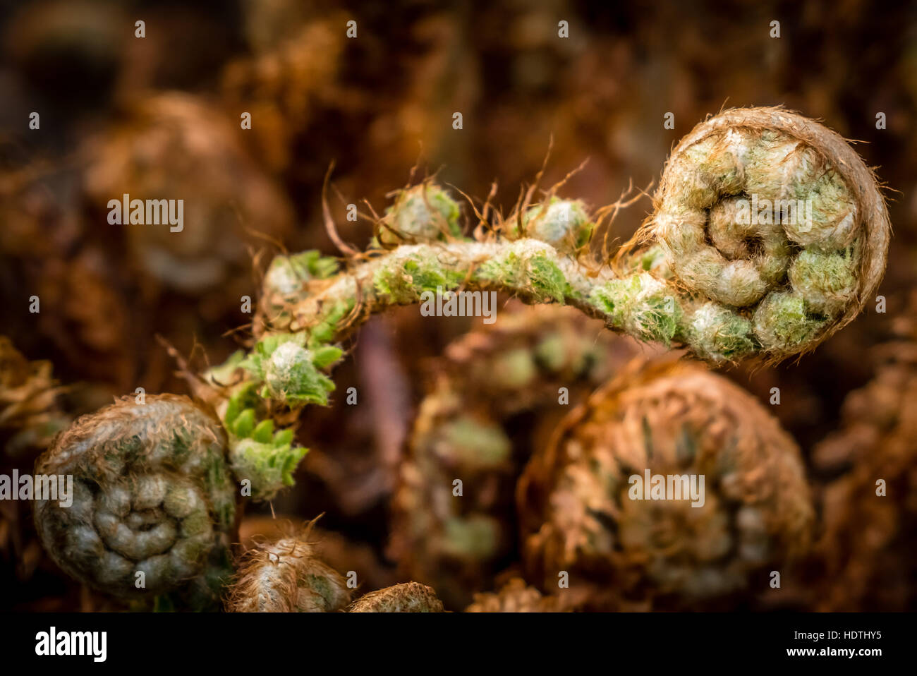 Spiral shape of a growing fern, close up image Stock Photo - Alamy