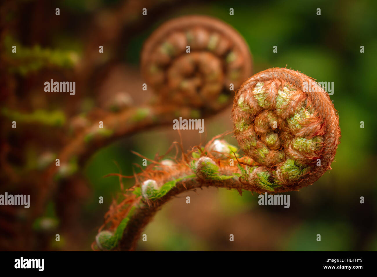 Spiral shape of a growing fern, close up image Stock Photo - Alamy