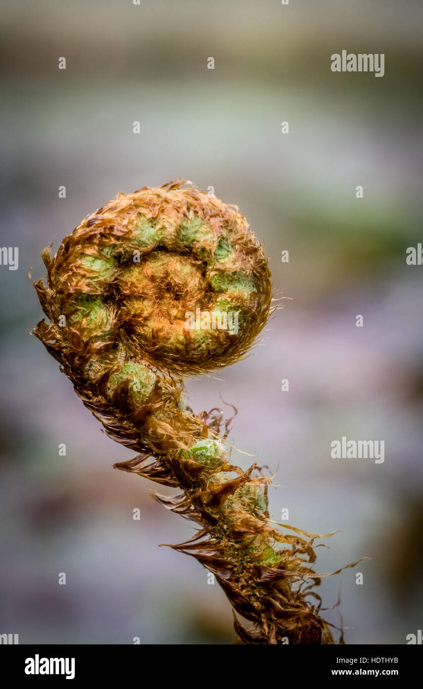 Spiral shape of a growing fern, close up image Stock Photo - Alamy