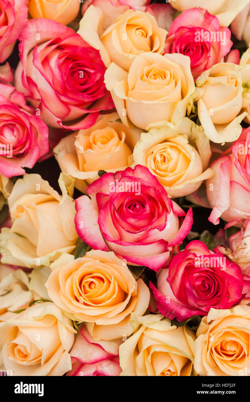 Pattern roses background Stock Photo - Alamy