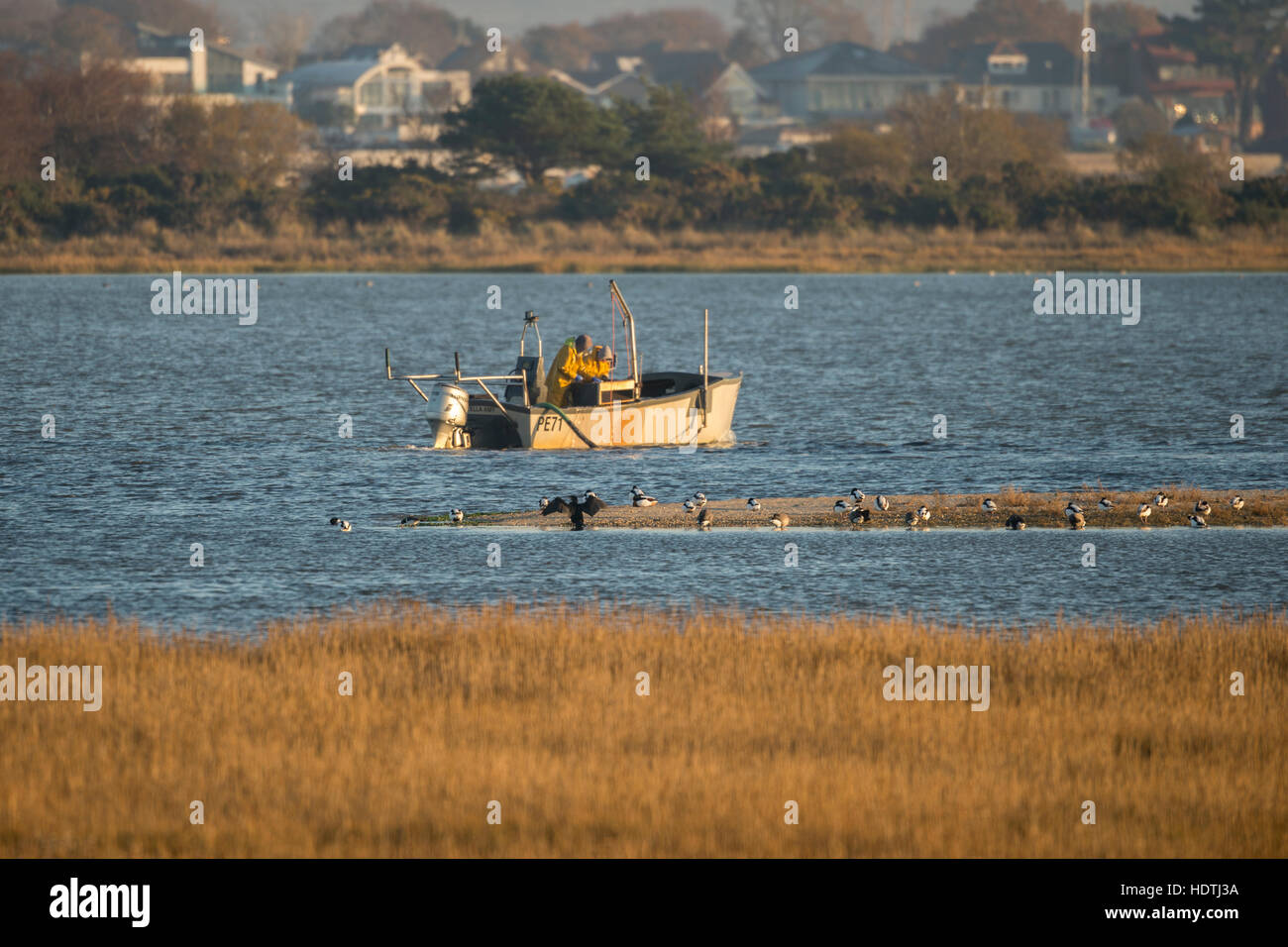 Shell fish fishing in Poole Bay Stock Photo - Alamy
