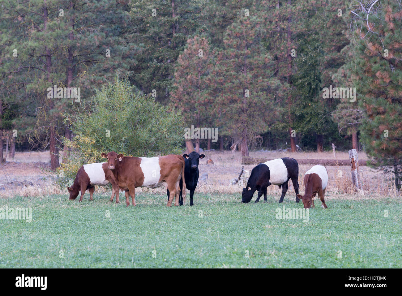 Beef cow hi-res stock photography and images - Alamy
