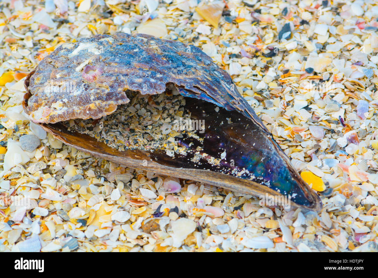 Barnacles Beach High Resolution Stock Photography and Images - Alamy